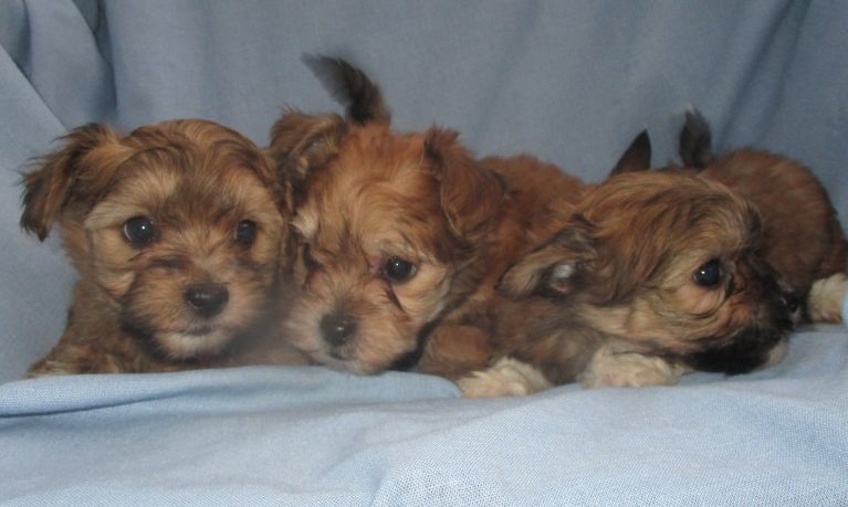 Yorkie-Chon Puppies for Sale Washington DC | Windsor Oak Farm