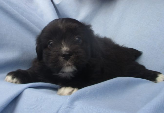 Shih Poo Puppies for Sale in New Windsor & Baltimore MD | Windsor Oak Farm