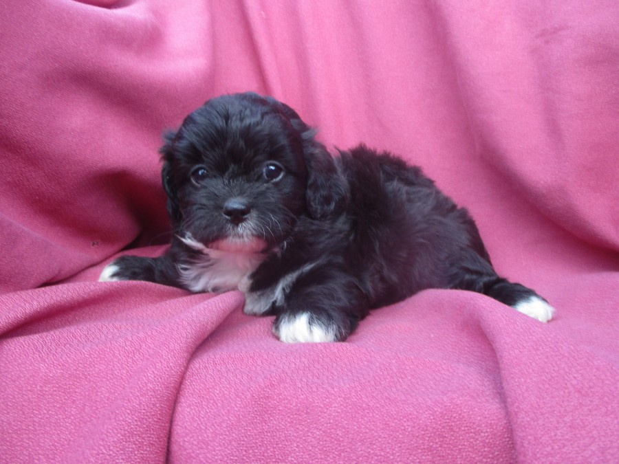 Shih Poo Puppies for Sale in New Windsor & Baltimore MD | Windsor Oak Farm