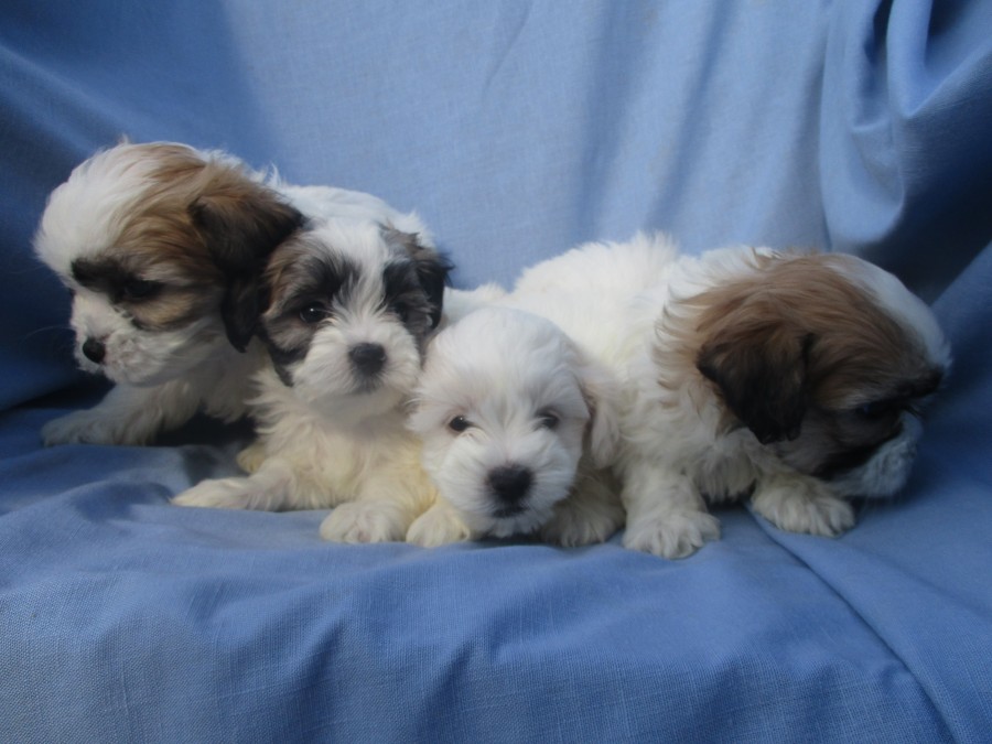 Shih Chon Puppies For Sale Near New Windsor & Baltimore MD | Windsor ...