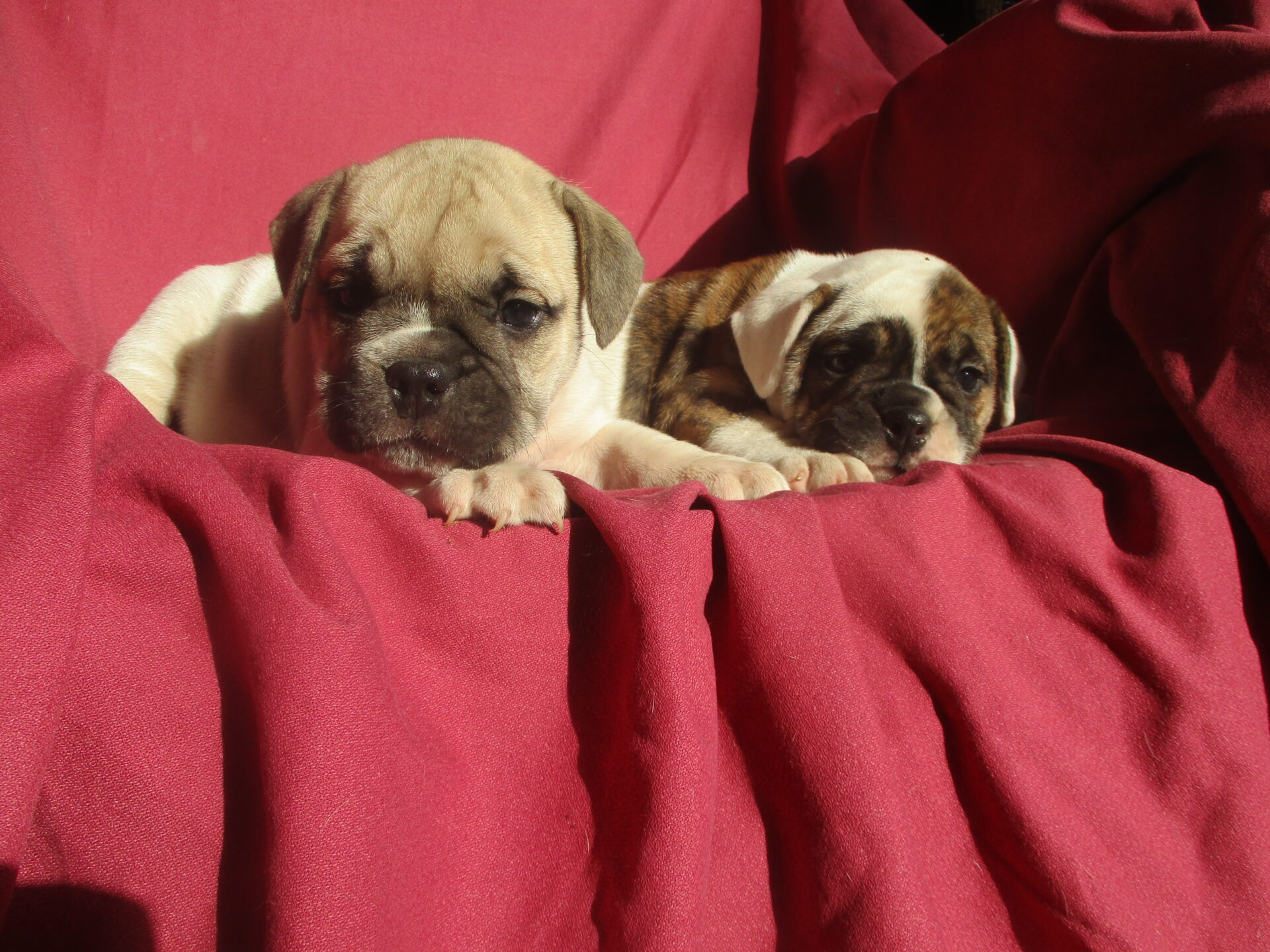 English Bulldog/Puggle Puppies for Sale Washington, DC | Windsor Oak Farm