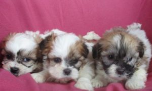 Shih Chon Puppies For Sale Near New Windsor & Baltimore MD | Windsor ...