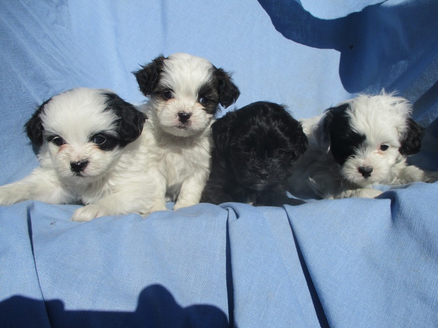 Shih Poo Puppies for Sale in New Windsor & Baltimore MD | Windsor Oak Farm