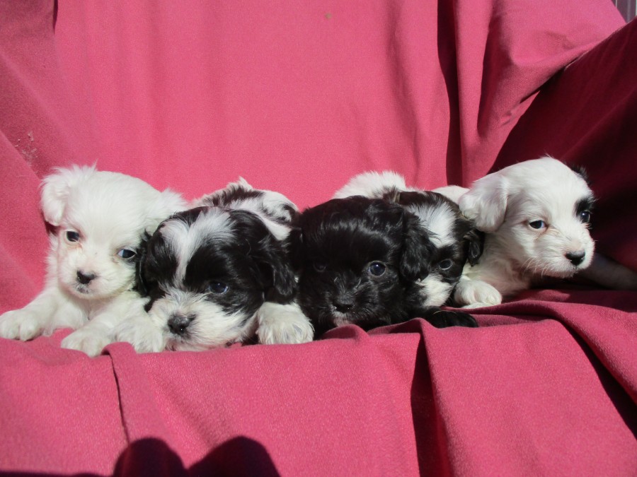 Shih Poo Puppies for Sale in New Windsor & Baltimore MD | Windsor Oak Farm