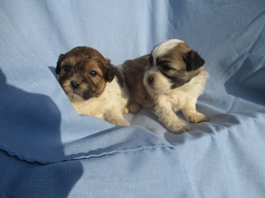 Shih Chon Puppies For Sale Near New Windsor & Baltimore MD | Windsor ...