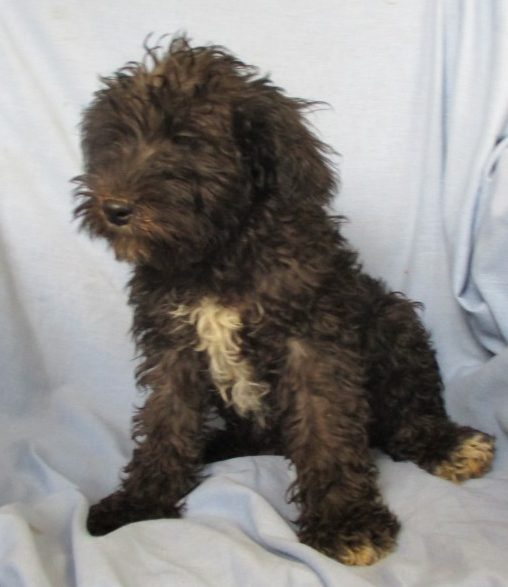 Schnoodle Dog Breeder & Puppies for Sale - New Windsor, MD | Windsor ...