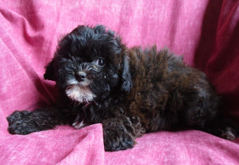 Shih Poo Puppies for Sale in New Windsor & Baltimore MD | Windsor Oak Farm