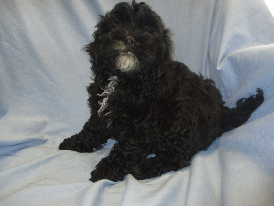 Shih Poo Puppies for Sale in New Windsor & Baltimore MD | Windsor Oak Farm