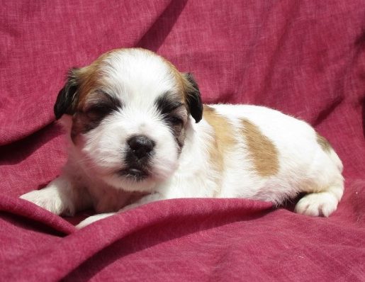 Shih Chon Puppies For Sale Near New Windsor & Baltimore MD | Windsor ...