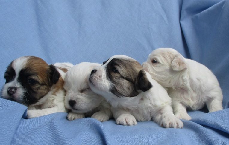 Shih Chon Puppies For Sale Near New Windsor & Baltimore MD | Windsor ...
