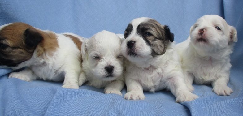 Shih Chon Puppies For Sale Near New Windsor & Baltimore MD | Windsor ...