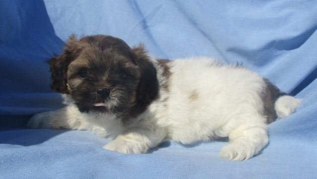 Shih Chon Puppies For Sale Near New Windsor & Baltimore MD | Windsor ...