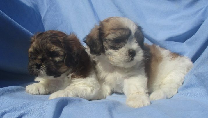 Shih Chon Puppies For Sale Near New Windsor & Baltimore MD | Windsor ...