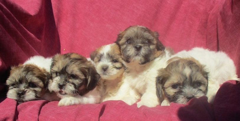 Shih Chon Puppies For Sale Near New Windsor & Baltimore MD | Windsor ...
