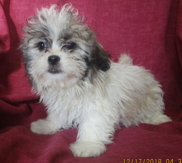 Shih-Tzu/Havanese Puppy | Havashu Puppies Washington, DC | Windsor Oak Farm