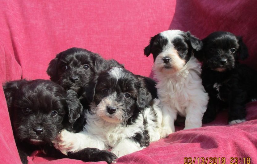 Shih Poo Puppies for Sale in New Windsor & Baltimore MD | Windsor Oak Farm