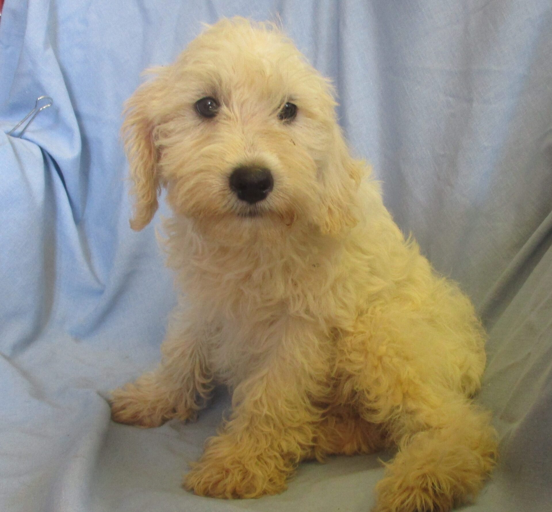 Schnoodle Dog Breeder & Puppies for Sale - New Windsor, MD | Windsor ...