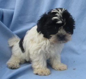 Shih Chon Puppies For Sale Near New Windsor & Baltimore MD | Windsor ...