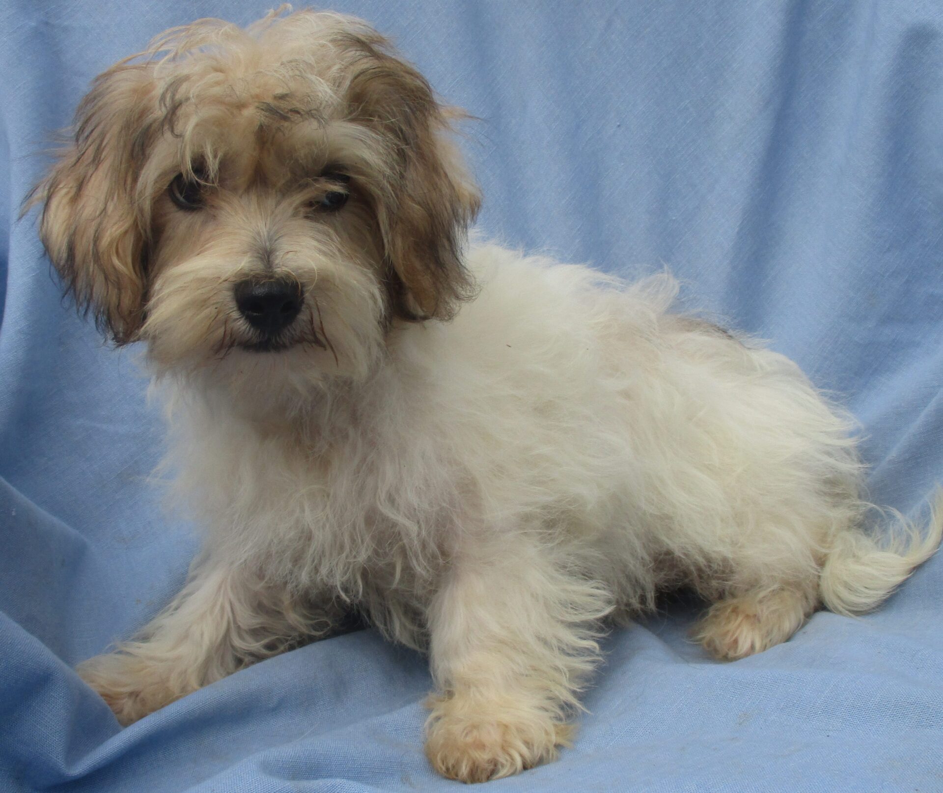 Yorkie-Chon Puppies for Sale Washington DC | Windsor Oak Farm