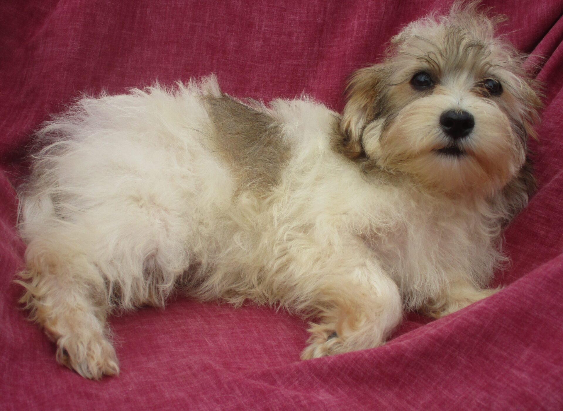 Yorkie-Chon Puppies for Sale Washington DC | Windsor Oak Farm