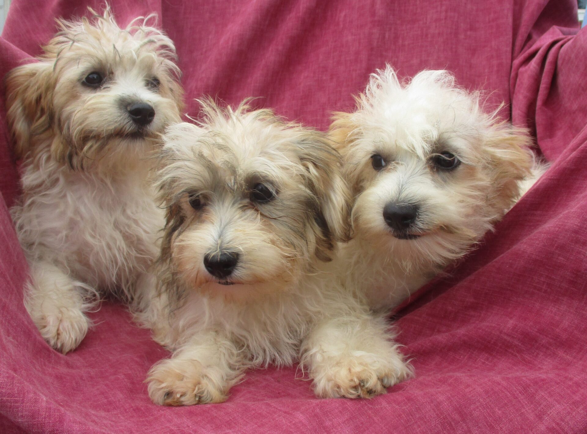 Yorkie-Chon Puppies for Sale Washington DC | Windsor Oak Farm