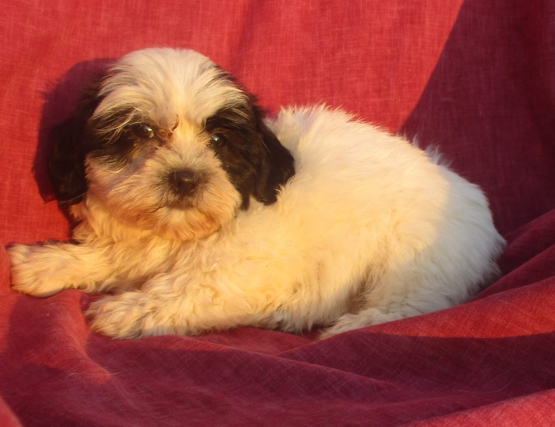 Shih Chon Puppies For Sale Near New Windsor & Baltimore MD | Windsor ...