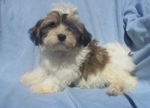 Shih Chon Puppies For Sale Near New Windsor & Baltimore MD | Windsor ...