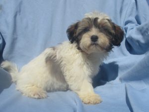 Shih Chon Puppies For Sale Near New Windsor & Baltimore MD | Windsor ...