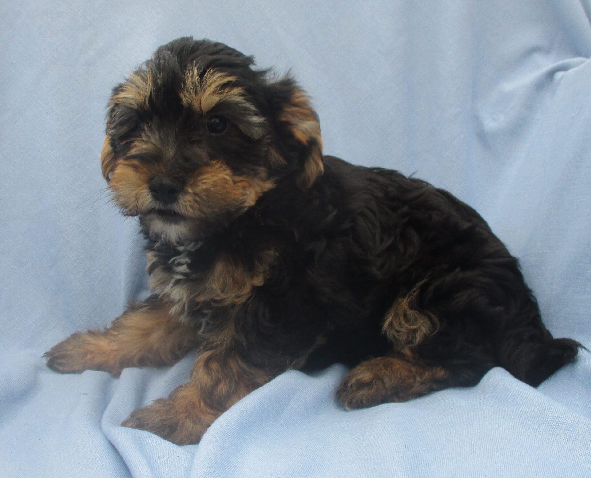 Yorkie-Chon Puppies for Sale Washington DC | Windsor Oak Farm