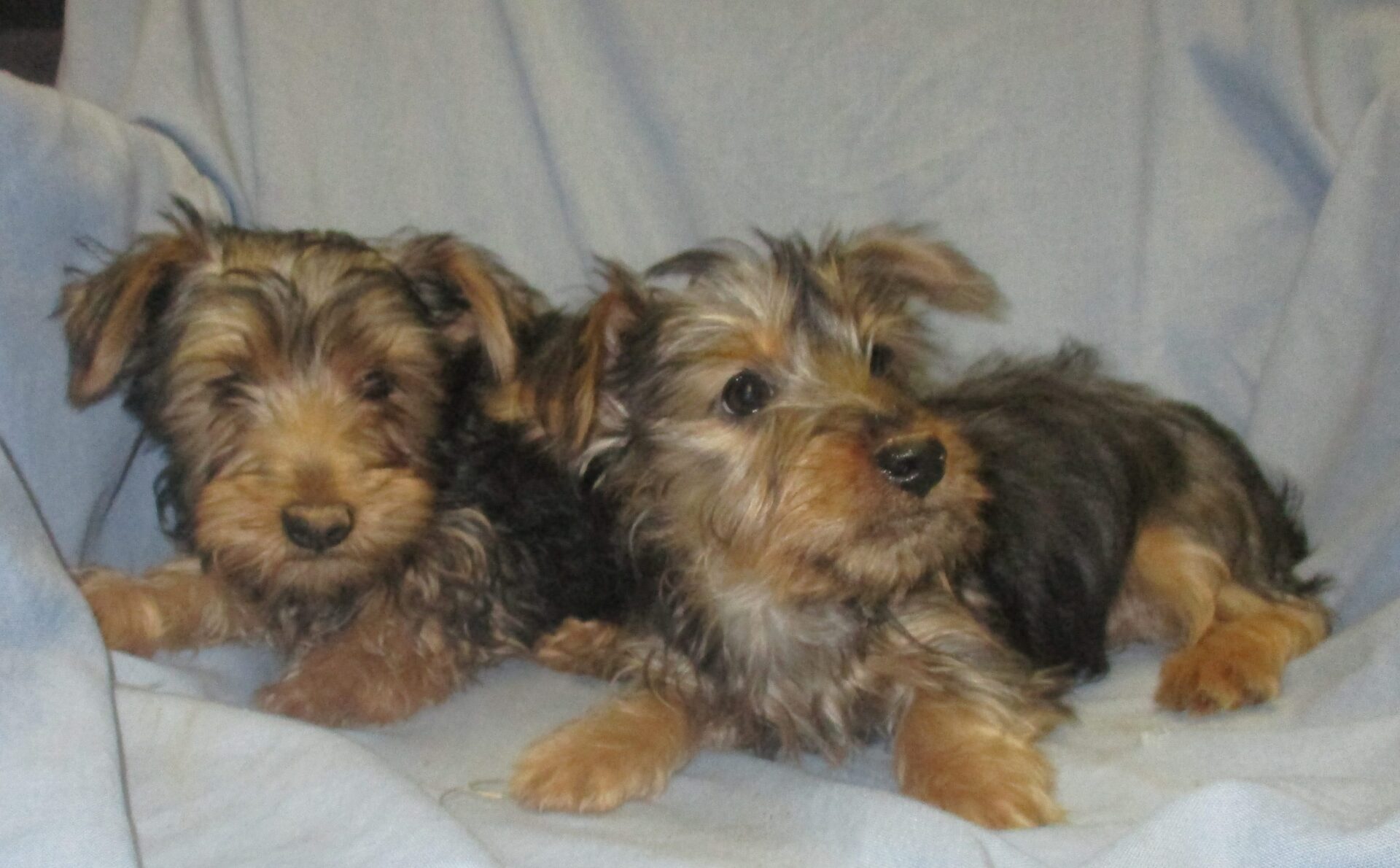 Silky Terrier Puppies for Sale Baltimore, MD | Windsor Oak Farm