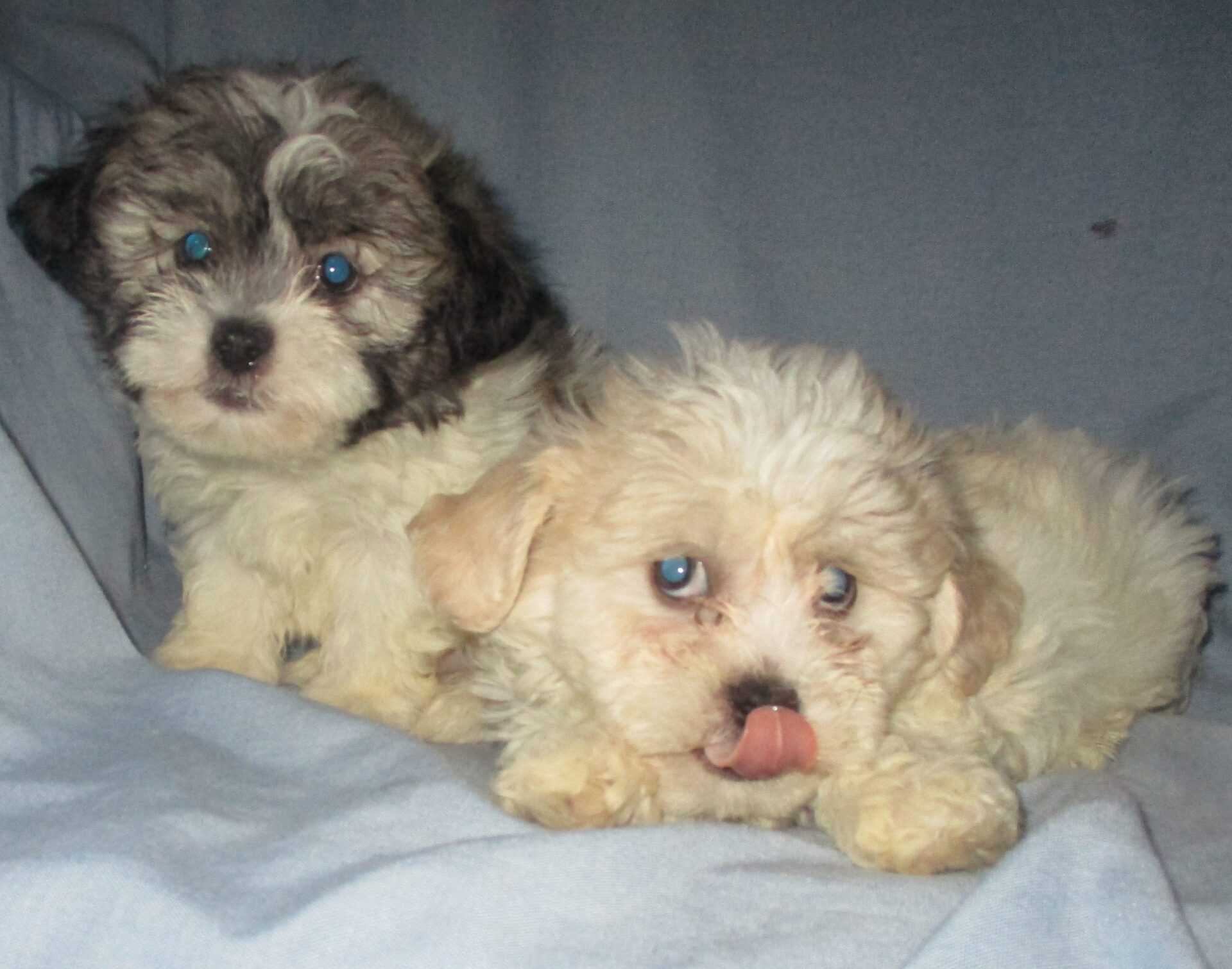 Shih Chon Puppies For Sale Near New Windsor & Baltimore MD | Windsor ...