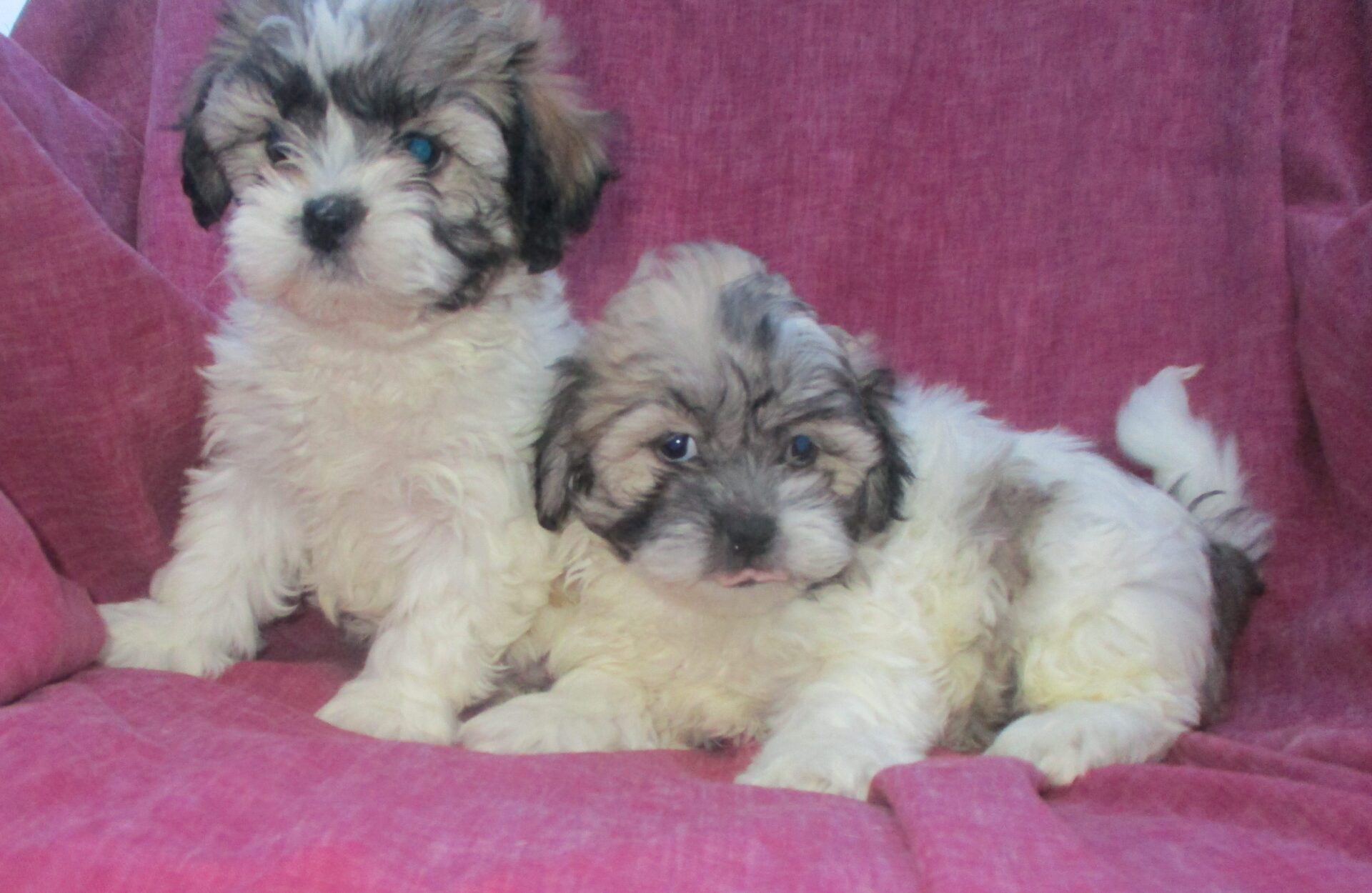 Shih Chon Puppies For Sale Near New Windsor & Baltimore MD | Windsor ...