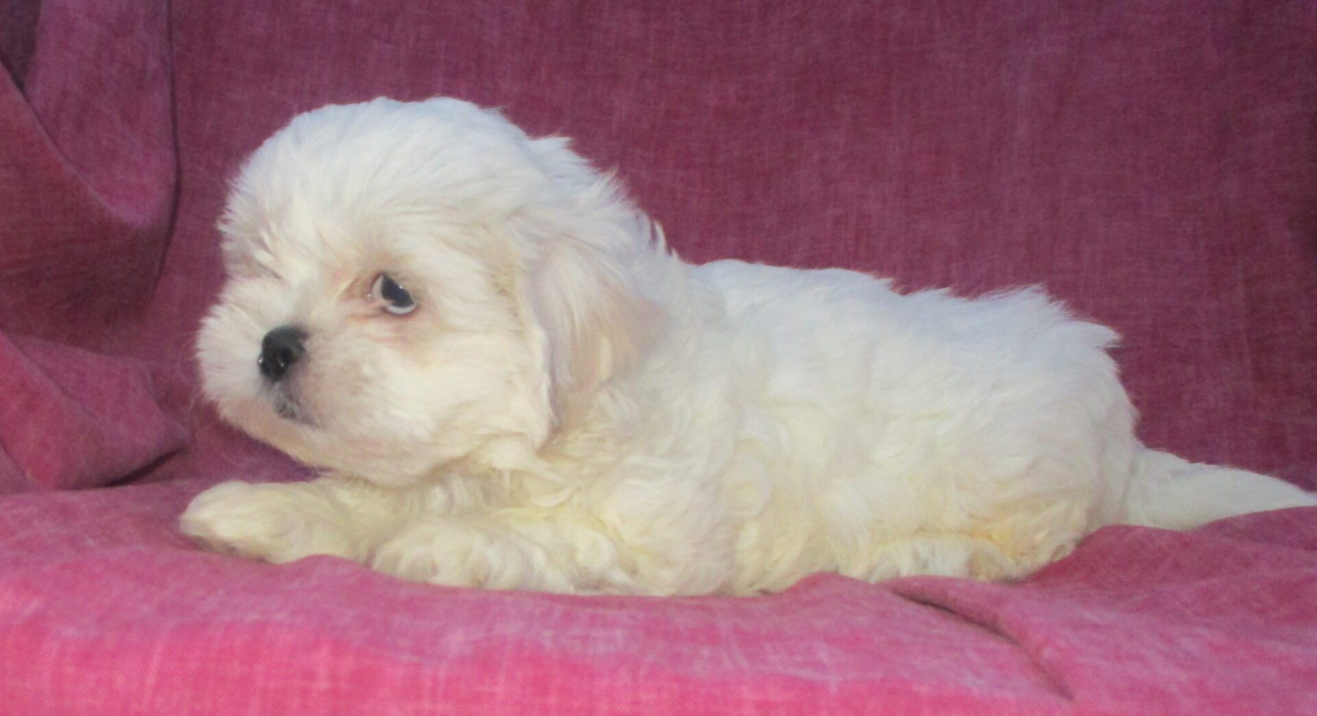 Shih Chon Puppies For Sale Near New Windsor & Baltimore MD | Windsor ...