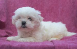 Shih Chon Puppies For Sale Near New Windsor & Baltimore MD | Windsor ...