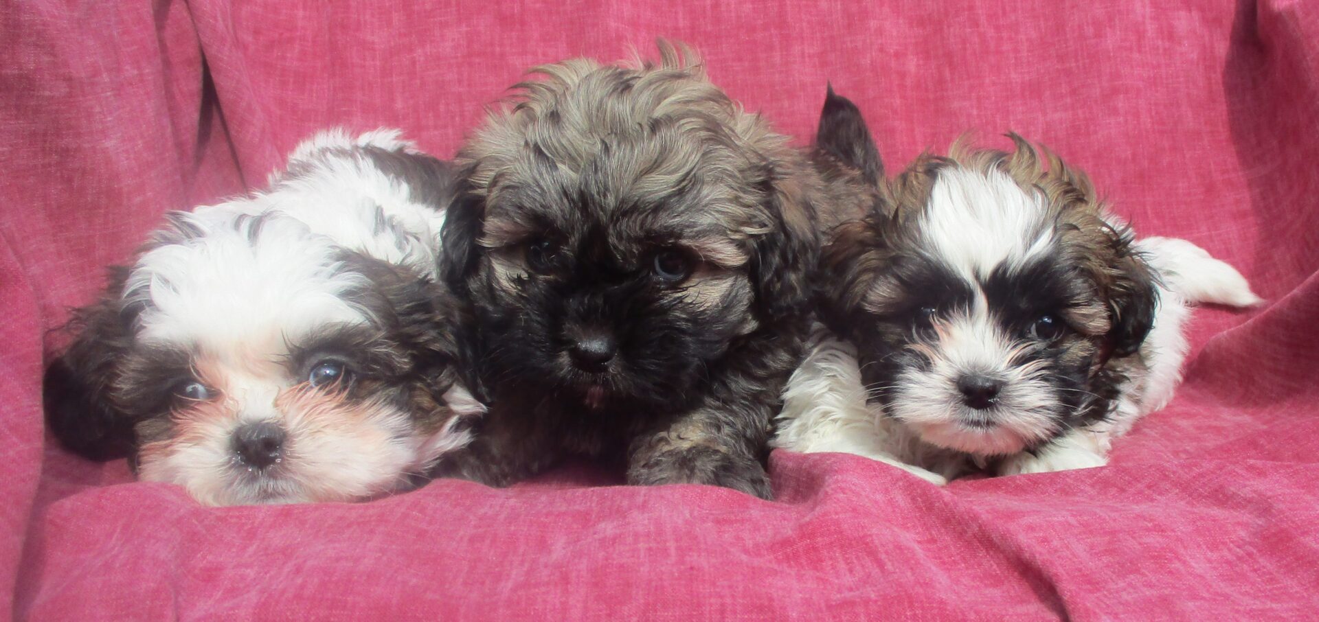 Shih Poo Puppies for Sale in New Windsor & Baltimore MD | Windsor Oak Farm