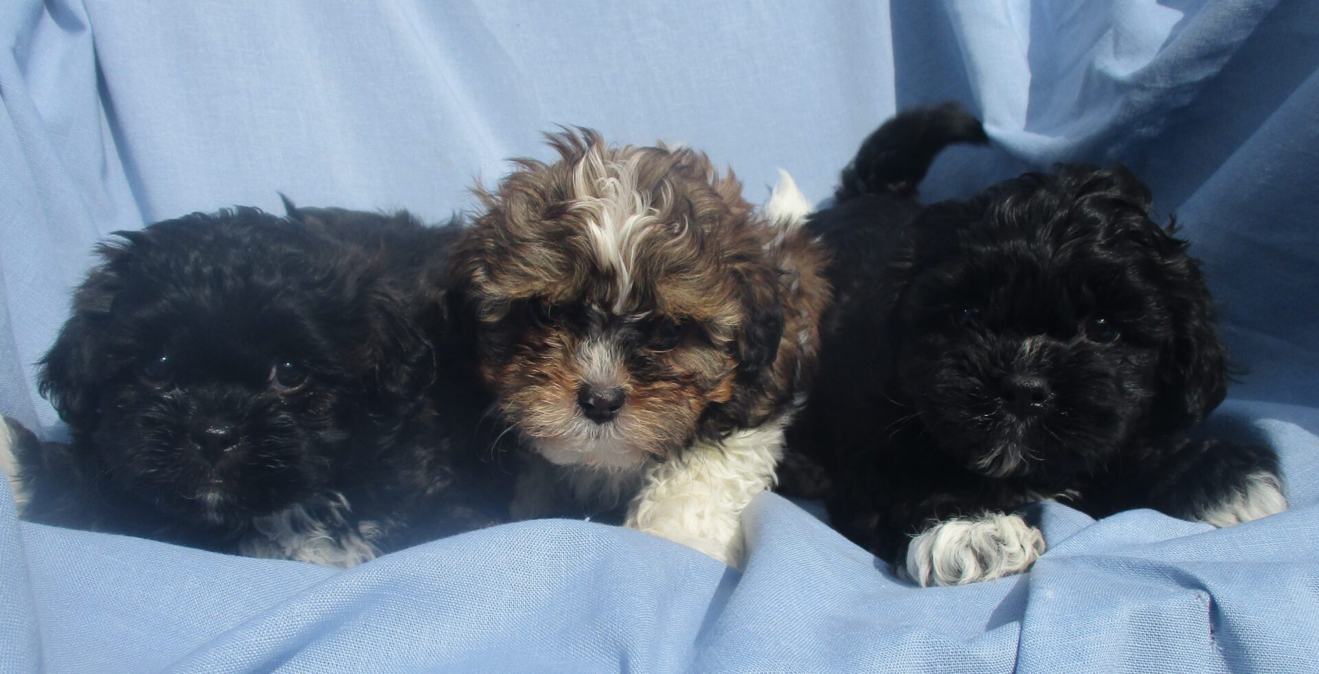 Shih Poo Puppies for Sale in New Windsor & Baltimore MD | Windsor Oak Farm