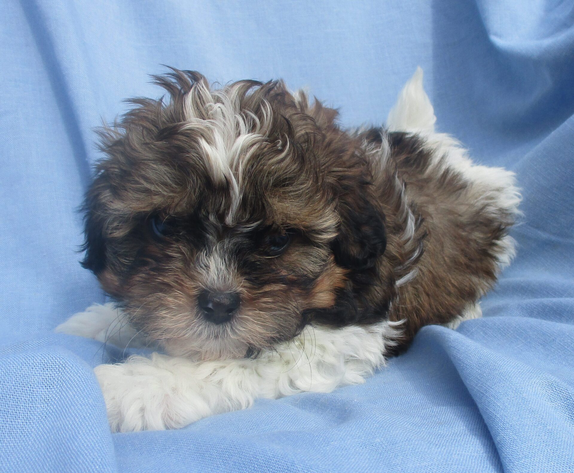 Shih Poo Puppies for Sale in New Windsor & Baltimore MD | Windsor Oak Farm