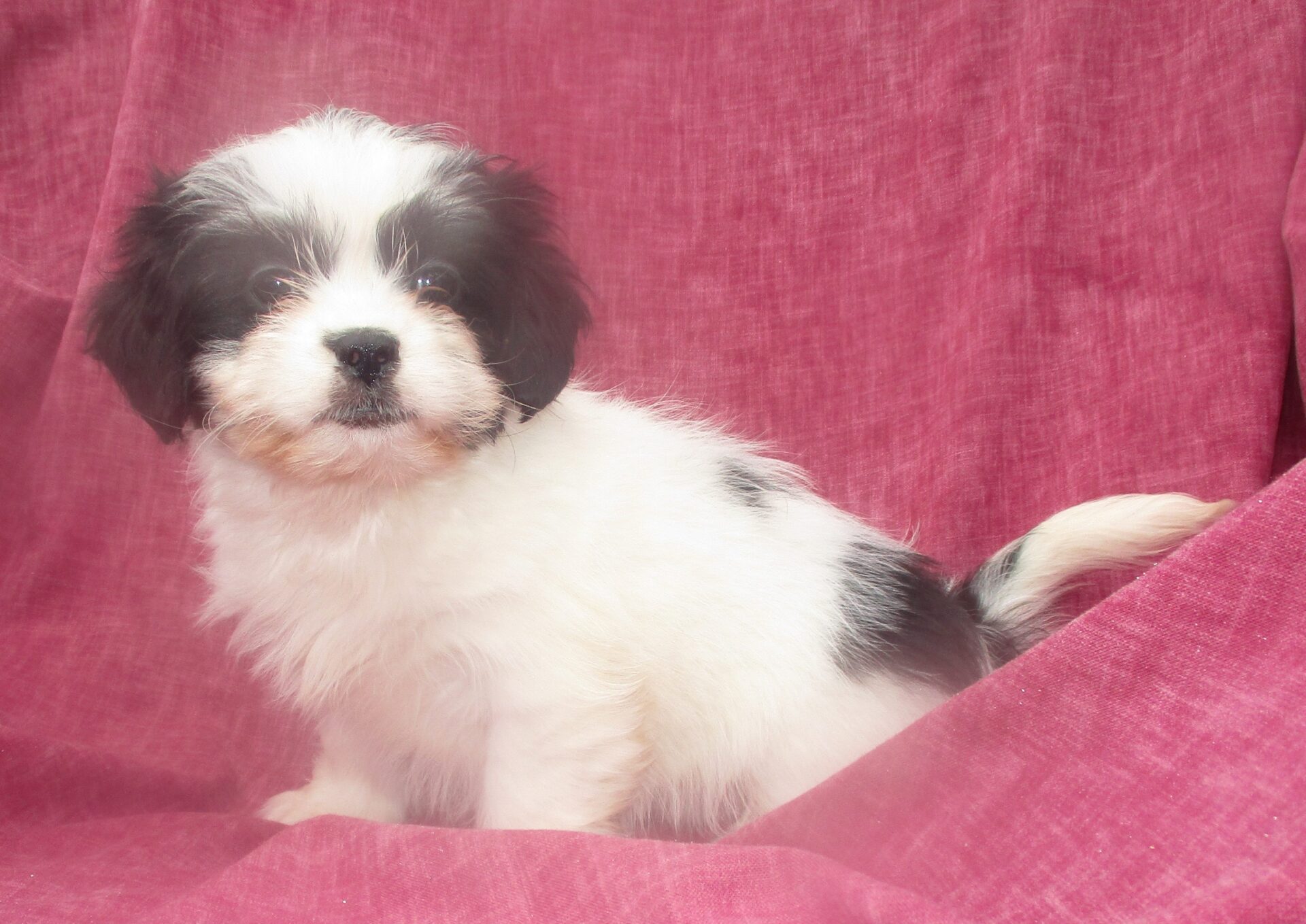 Shih Chon Puppies For Sale Near New Windsor & Baltimore MD | Windsor ...