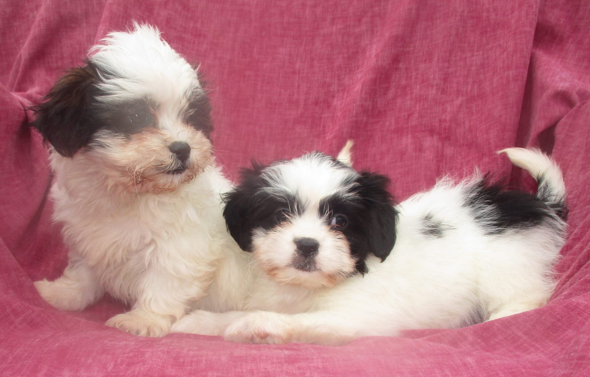 Shih Chon Puppies For Sale Near New Windsor & Baltimore MD | Windsor ...