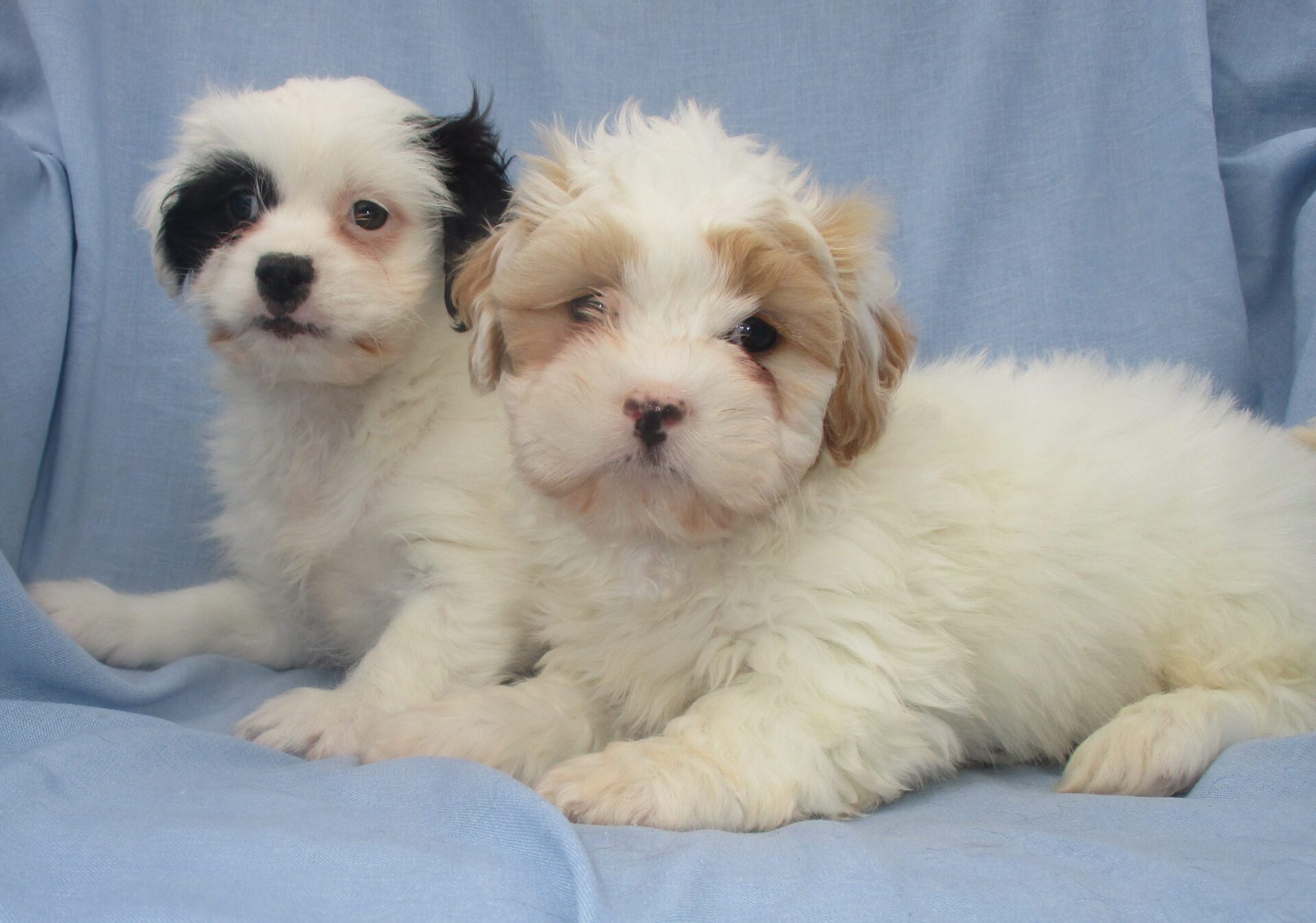 Shih Chon Puppies For Sale Near New Windsor & Baltimore MD | Windsor ...