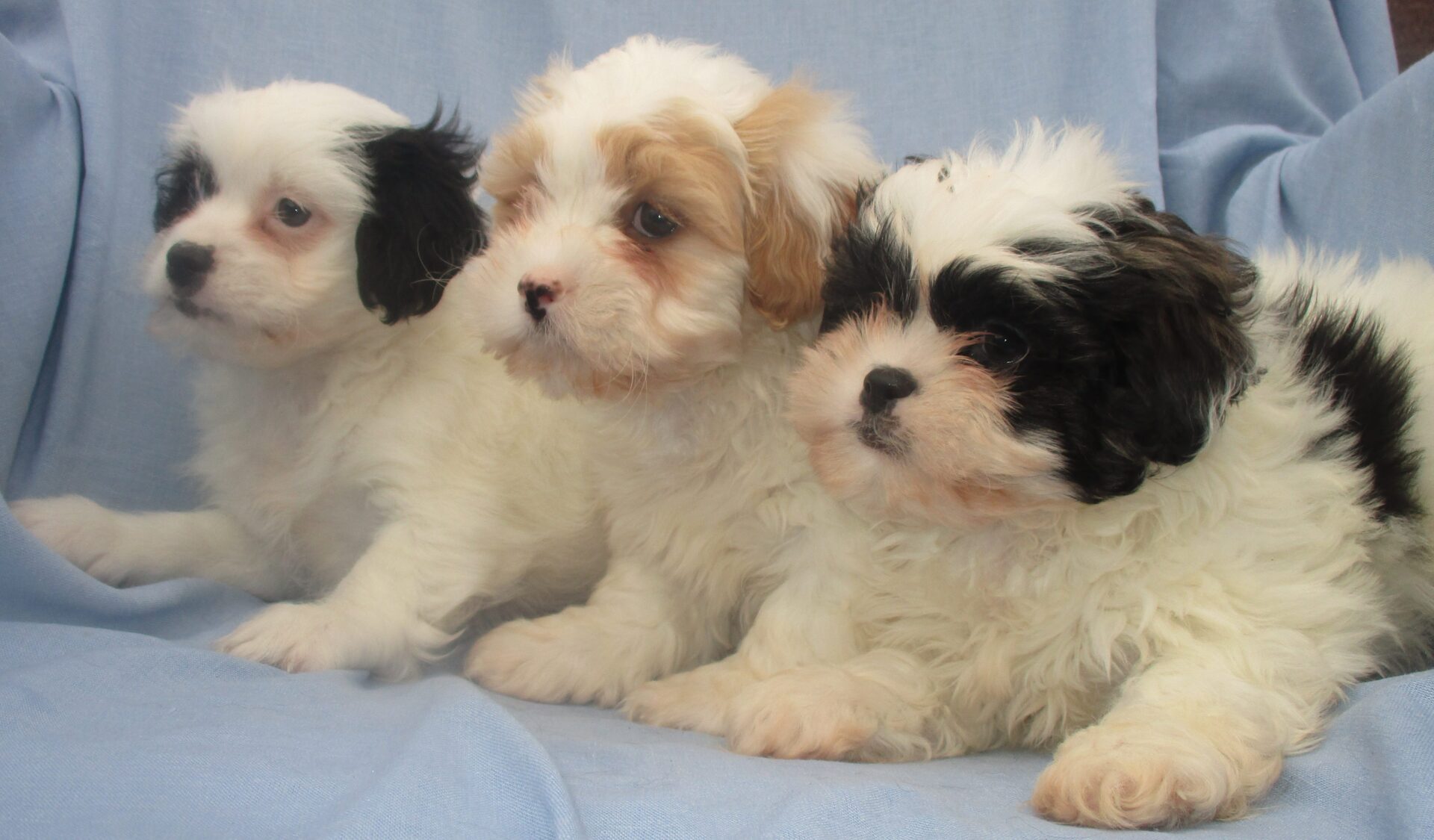 Shih Chon Puppies For Sale Near New Windsor & Baltimore MD | Windsor ...