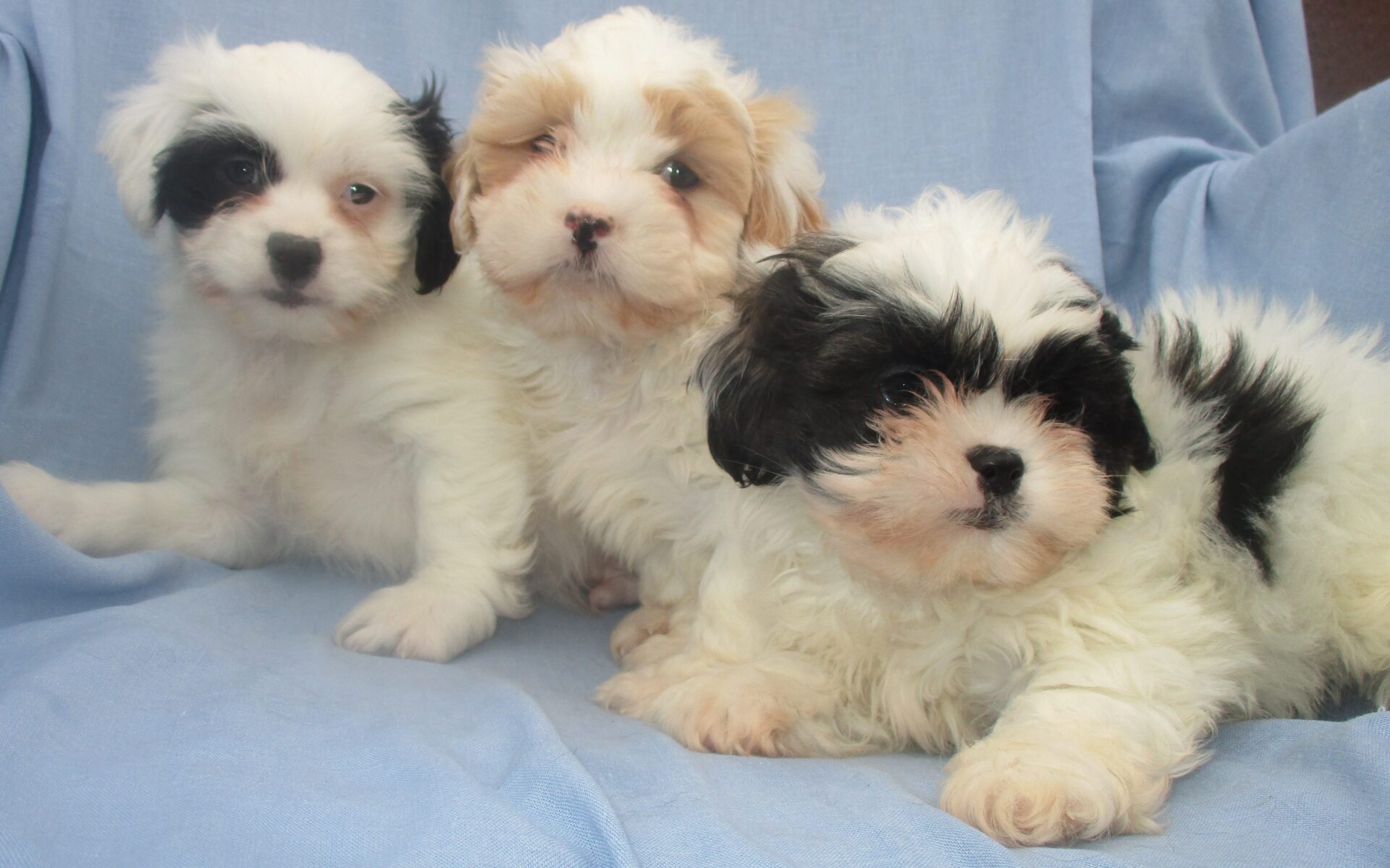 Shih Chon Puppies For Sale Near New Windsor & Baltimore MD | Windsor ...