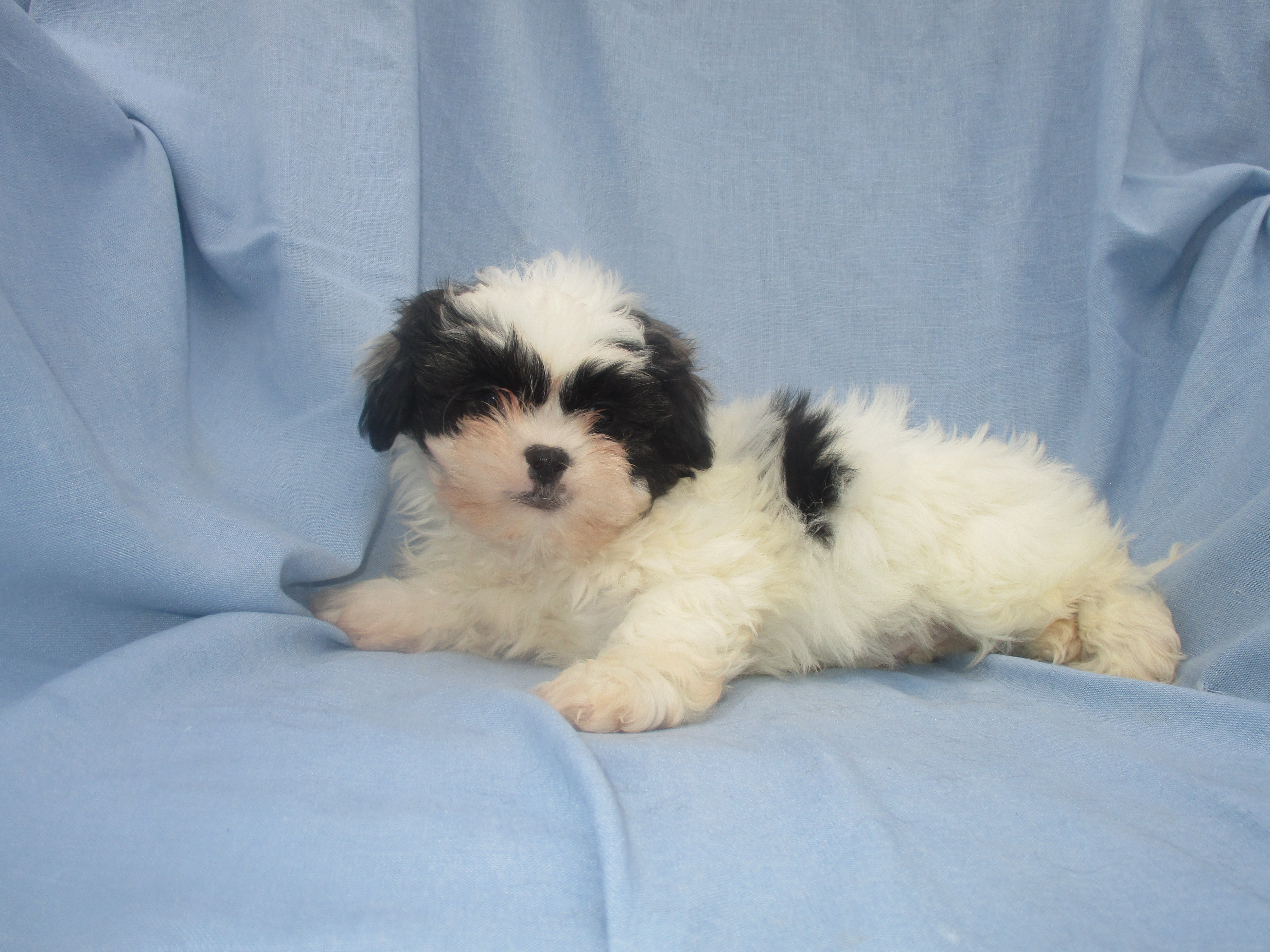 Shih Chon Puppies For Sale Near New Windsor & Baltimore MD | Windsor ...
