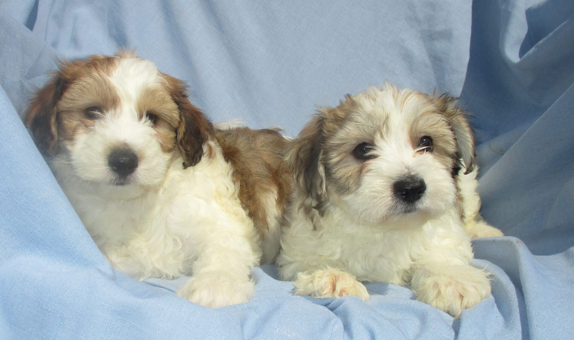 Yorkie-Chon Puppies for Sale Washington DC | Windsor Oak Farm