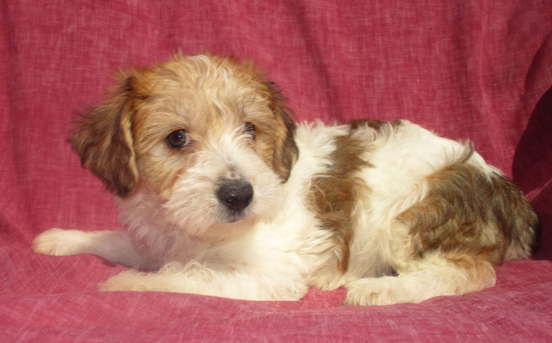 Yorkie-Chon Puppies for Sale Washington DC | Windsor Oak Farm