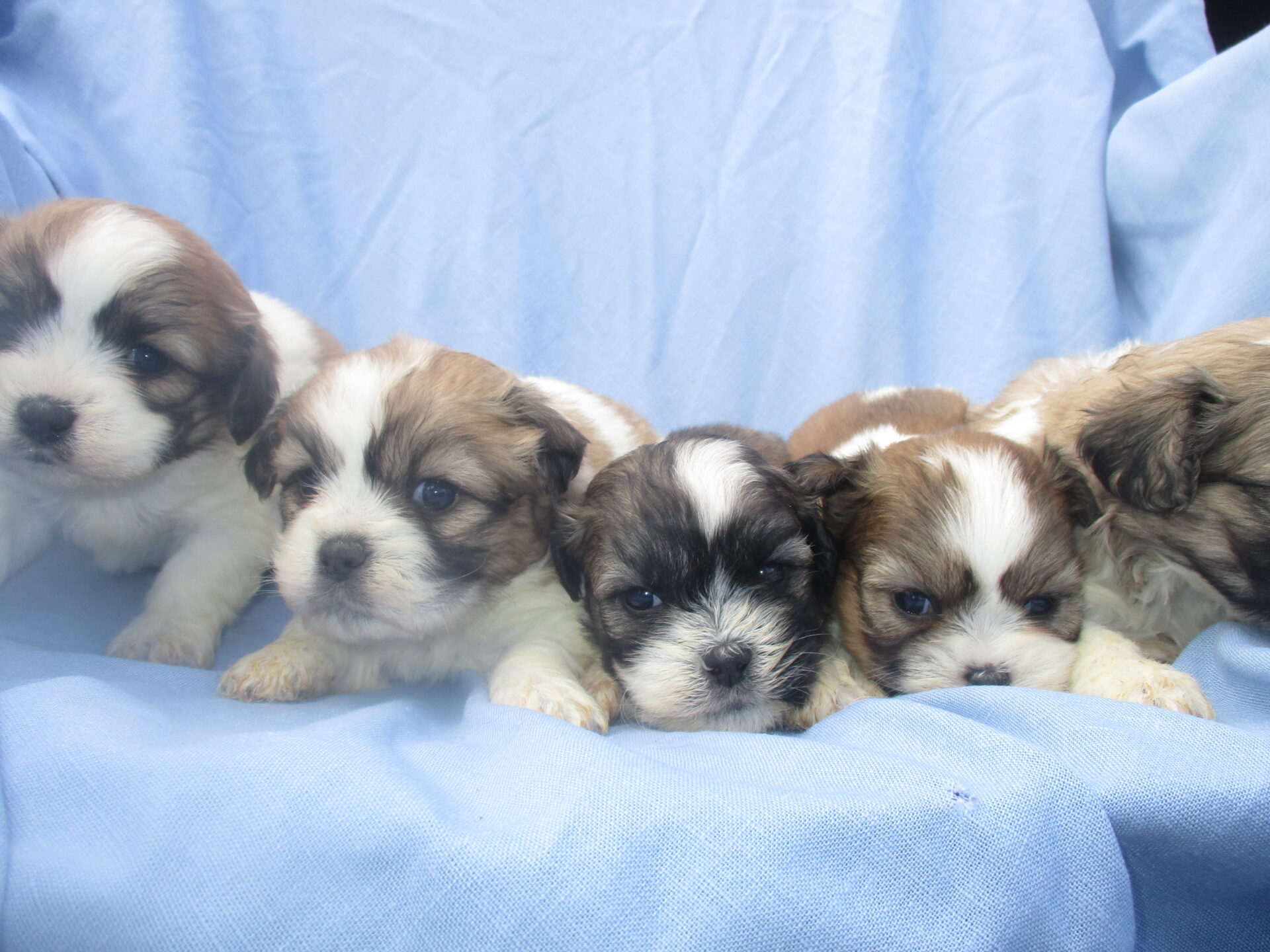 Shih Chon Puppies For Sale Near New Windsor & Baltimore MD | Windsor ...