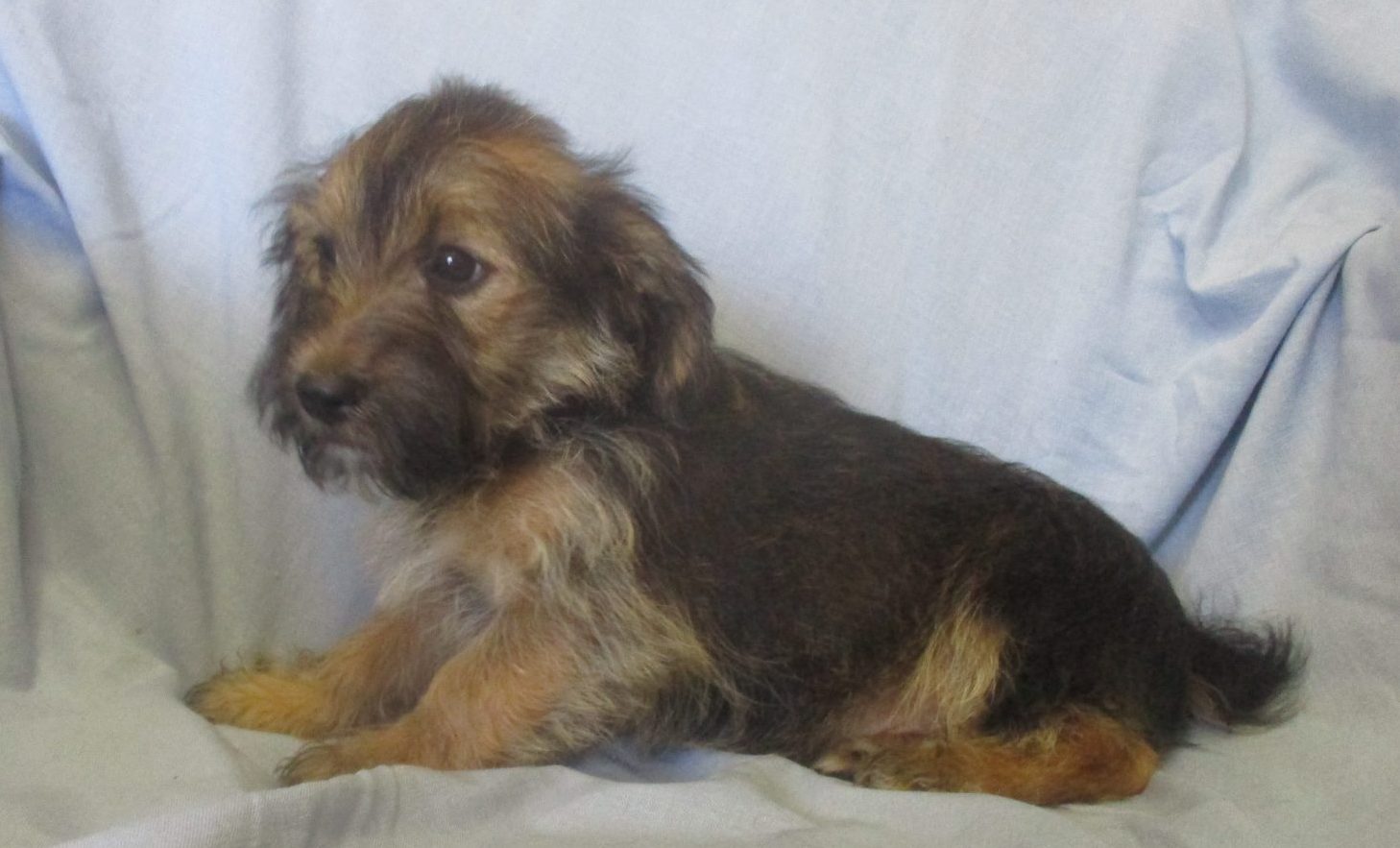 Yorkie/Havanese Puppy | Havashire Puppies Washington, DC | Windsor Oak Farm