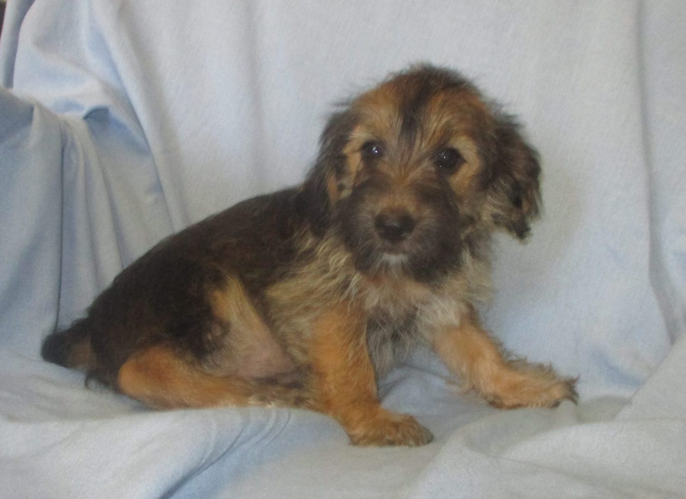 Yorkie/Havanese Puppy | Havashire Puppies Washington, DC | Windsor Oak Farm