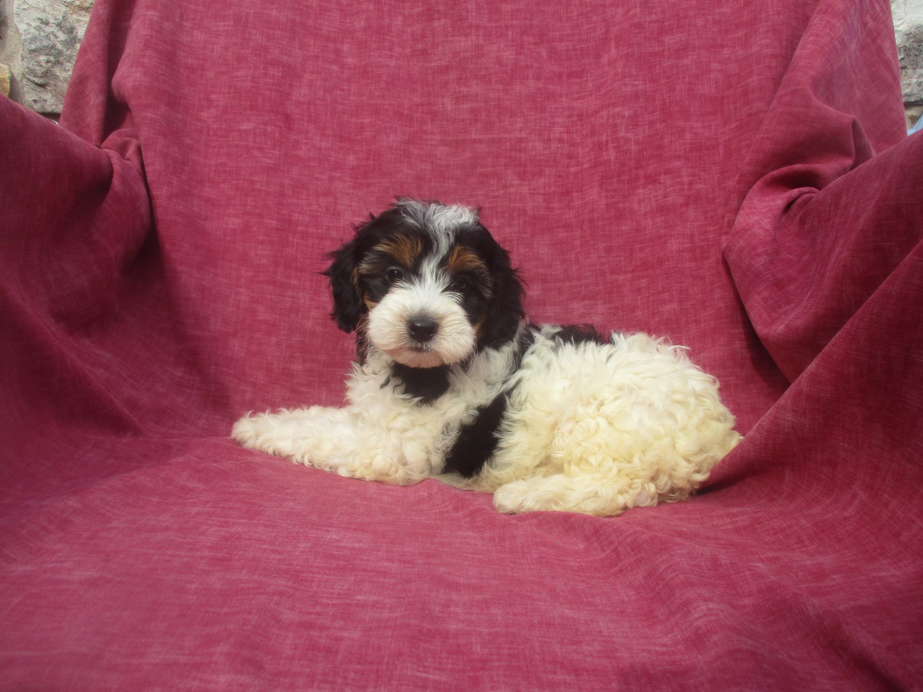 Party Colored Yorkie Poo - Windsor Oak Farm