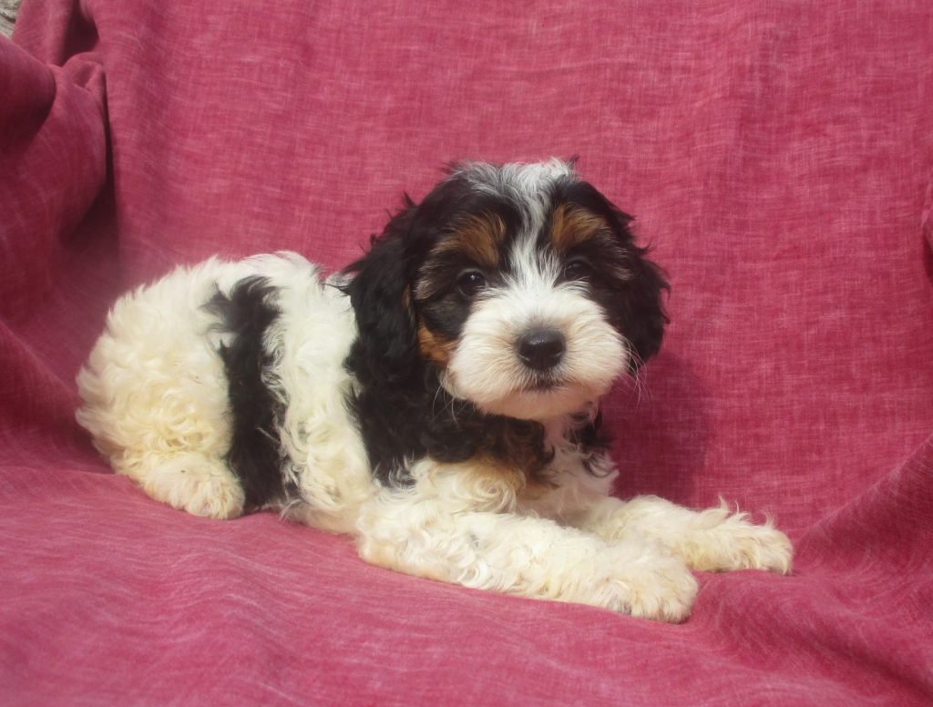 Party Colored Yorkie Poo - Windsor Oak Farm